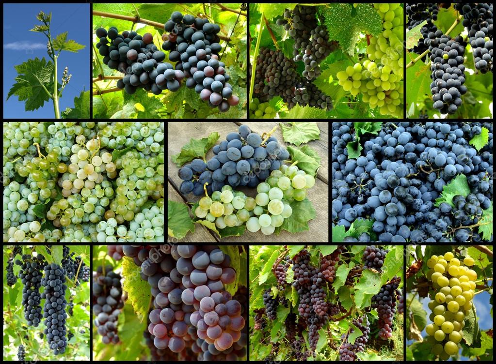 GrapeHealth